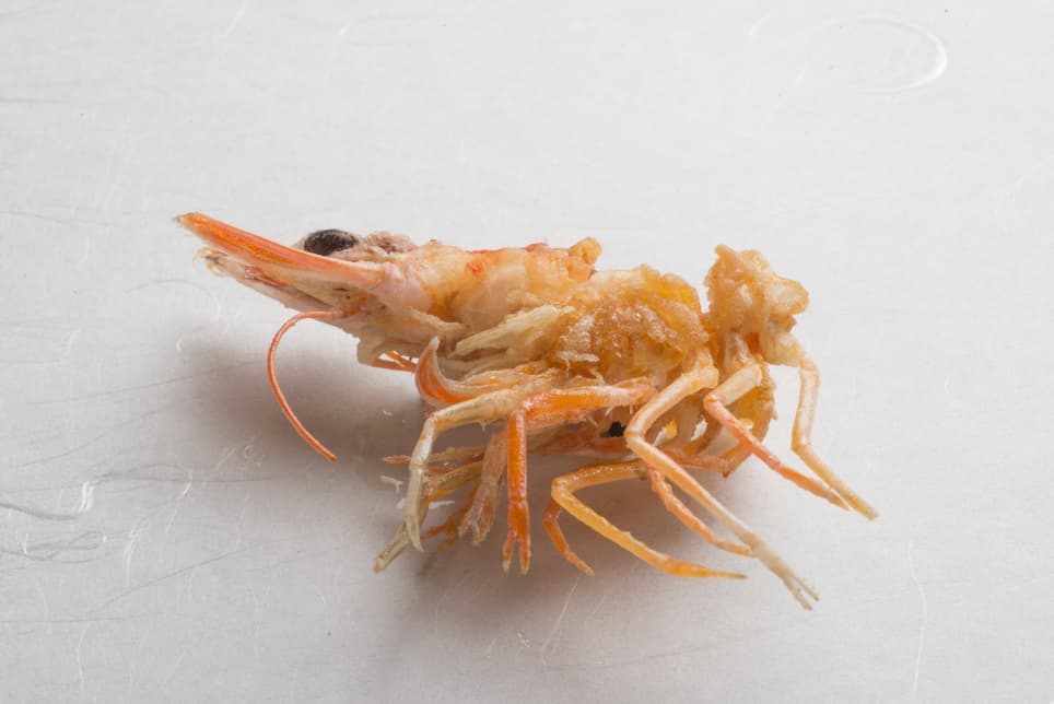 TOP│八丁堀 てんぷら小野 Tempura Ono Tokyo